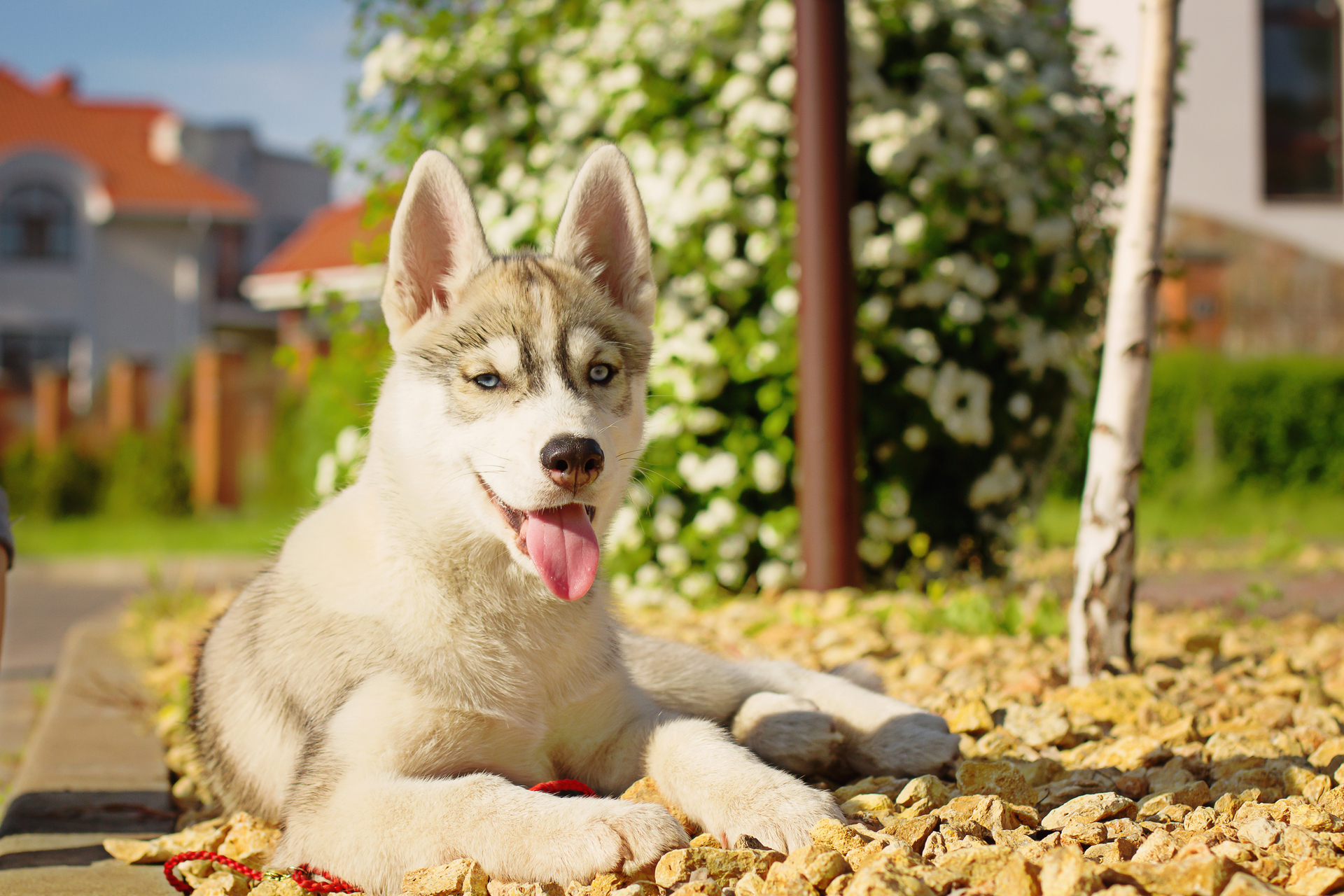 Euthanasia Consent Form | Home To Halo Veterinary Hospice